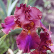 Photo of the bloom of Tall Bearded Iris (Iris 'Fan Flare') posted by ...