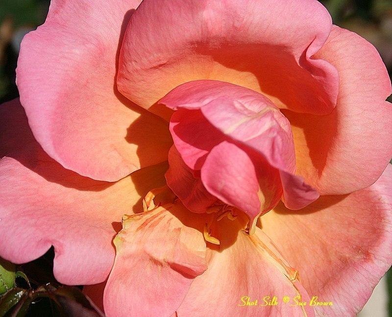 Photo of the bloom of Rose (Rosa 'Shot Silk') posted by Calif_Sue ...