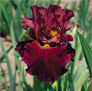 Photo of the bloom of Tall Bearded Iris (Iris 'Rip City') posted by ...