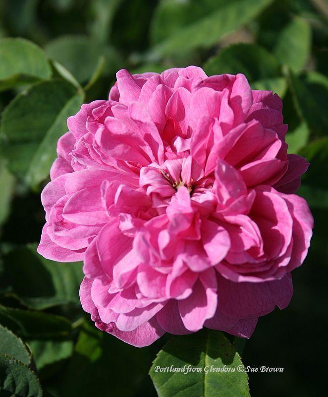 Photo of the bloom of Rose (Rosa 'Joasine Hanet') posted by Calif_Sue ...