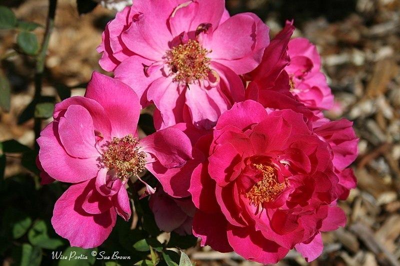 Photo of the bloom of Rose (Rosa 'Wise Portia') posted by Calif_Sue ...
