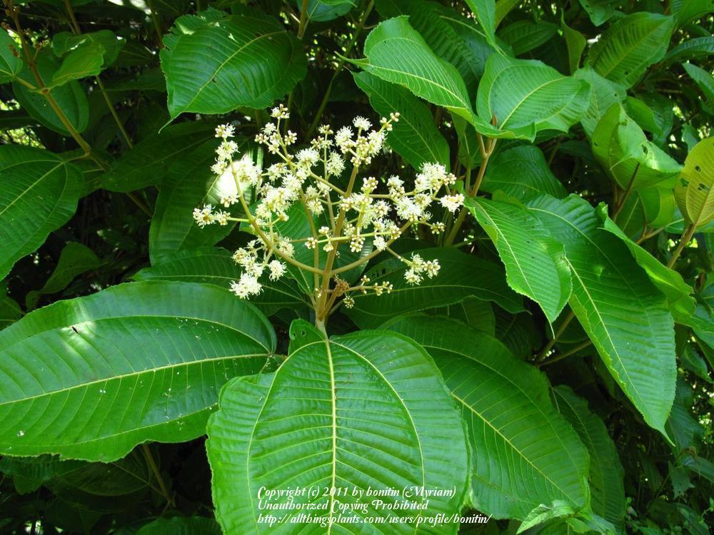 Miconia sp; Brazilian shrub for ID please.. in the Plant ID forum ...
