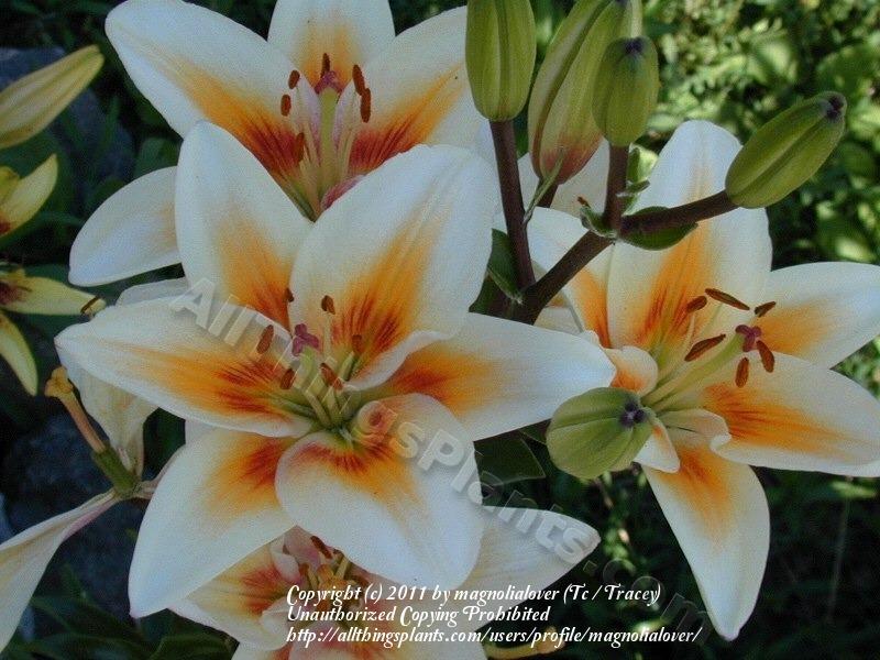 Lily (Lilium 'Tinos') in the Lilies Database - Garden.org
