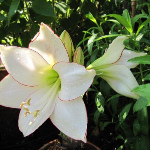 Amaryllis (Hippeastrum 'Picotee') in the Amaryllis Database - Garden.org