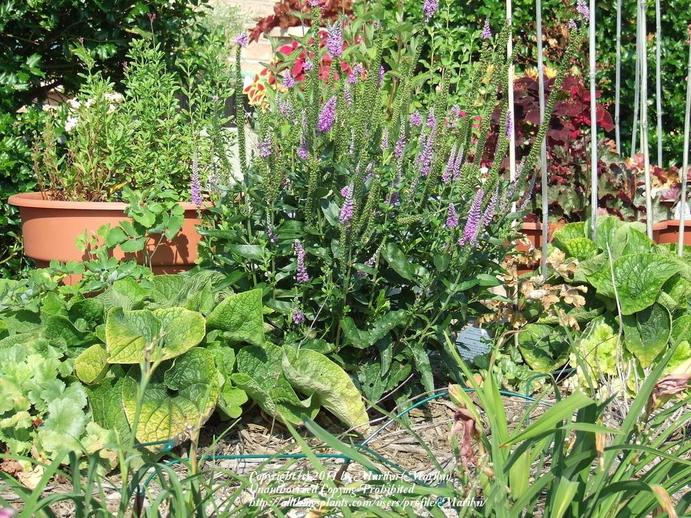 Photo of the seed pods or heads of Spiked Speedwell (Veronica ...