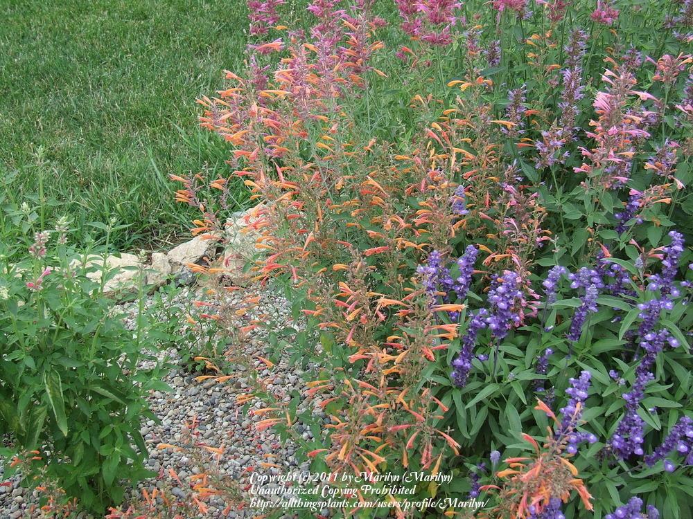Photo of the closeup of buds, sepals and receptacles of Orange ...