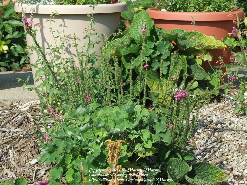 Photo of the seed pods or heads of Spike Speedwell (Veronica spicata ...