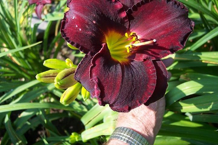 Photo of the bloom of Daylily (Hemerocallis 'Midnight Magic') posted by vic - Garden.org
