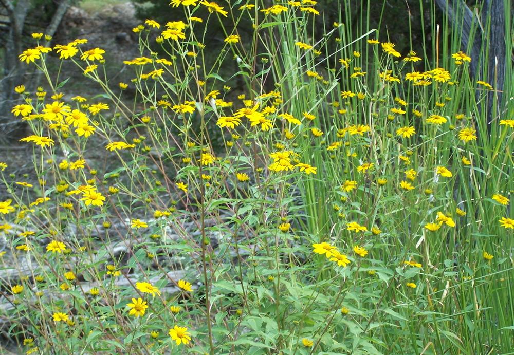 Photo of the entire plant of Golden-Eye (Viguiera dentata) posted by ...