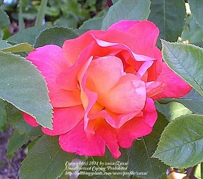 Rose (Rosa 'Shepherd's Delight') in the Roses Database - Garden.org