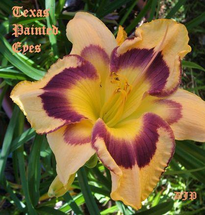 Daylily (Hemerocallis 'Texas Painted Eyes') in the Daylilies Database - Garden.org