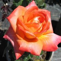 Photo of the bloom of Rose (Rosa 'Octoberfest') posted by clcroses ...