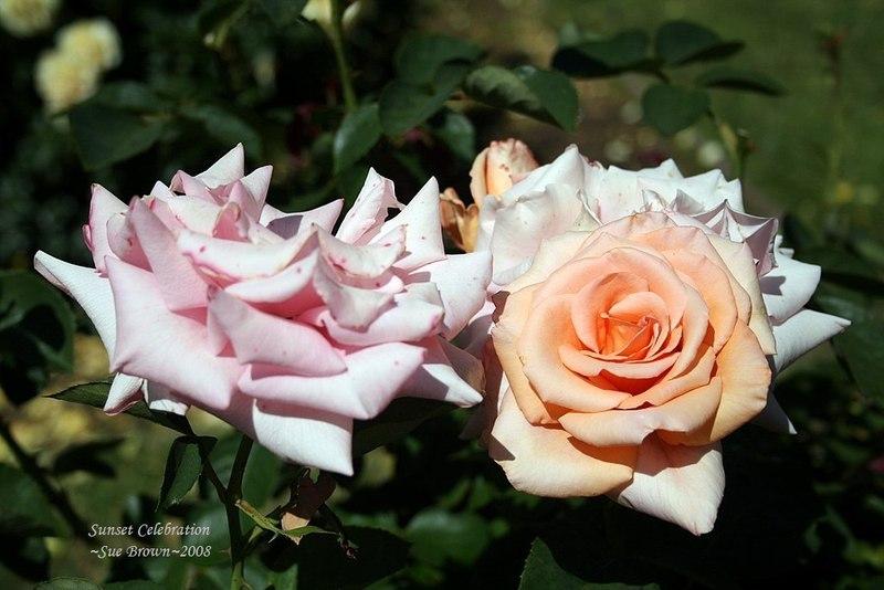 Photo of the bloom of Rose (Rosa 'Sunset Celebration') posted by Calif ...