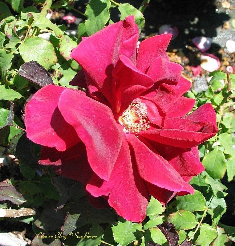 Photo of the bloom of Rose (Rosa 'Crimson Glory') posted by Calif_Sue ...