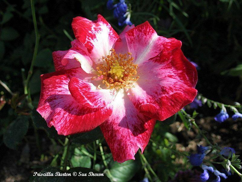 Rose (Rosa 'Priscilla Burton') in the Roses Database - Garden.org