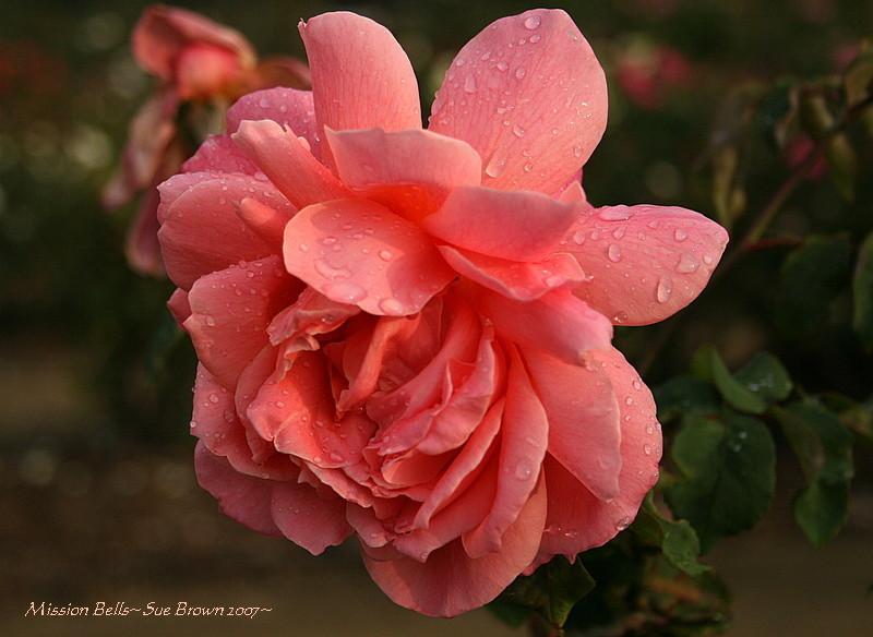 Photo of the bloom of Rose (Rosa 'Mission Bells') posted by Calif_Sue ...
