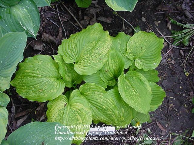Hosta 'Wild Bill' in the Hostas Database - Garden.org