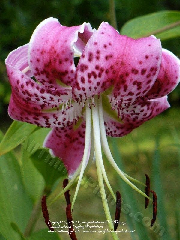 Photo of the bloom of Lily (Lilium speciosum var. speciosum 'Uchida ...
