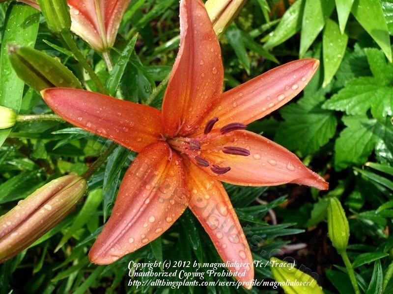 Lily (Lilium 'Peach Pixie') in the Lilies Database - Garden.org
