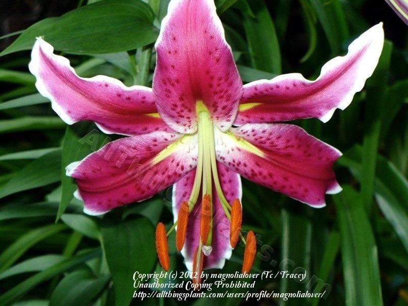 Lily (Lilium 'Red Moon') in the Lilies Database - Garden.org