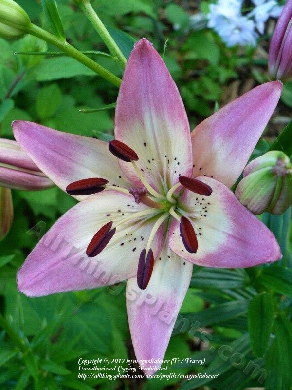 Lily (Lilium 'Liberation') in the Lilies Database - Garden.org