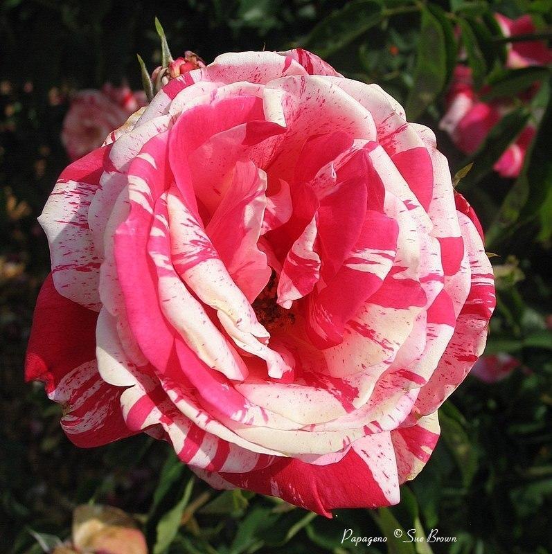 Photo of the bloom of Rose (Rosa 'Papageno') posted by Calif_Sue ...
