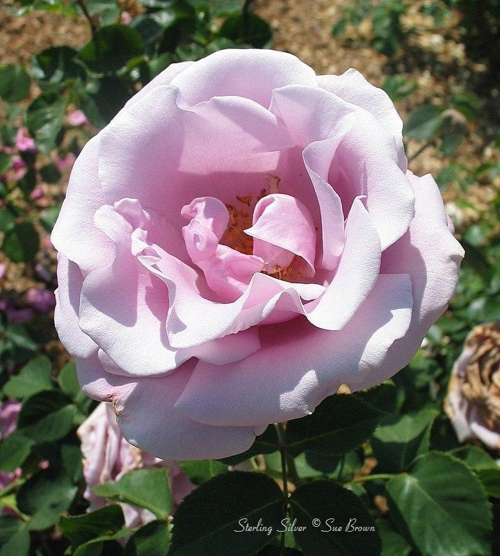 Photo of the bloom of Rose (Rosa 'Sterling Silver') posted by Calif_Sue ...