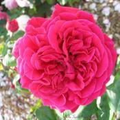 Rose (Rosa 'The Squire') in the Roses Database - Garden.org