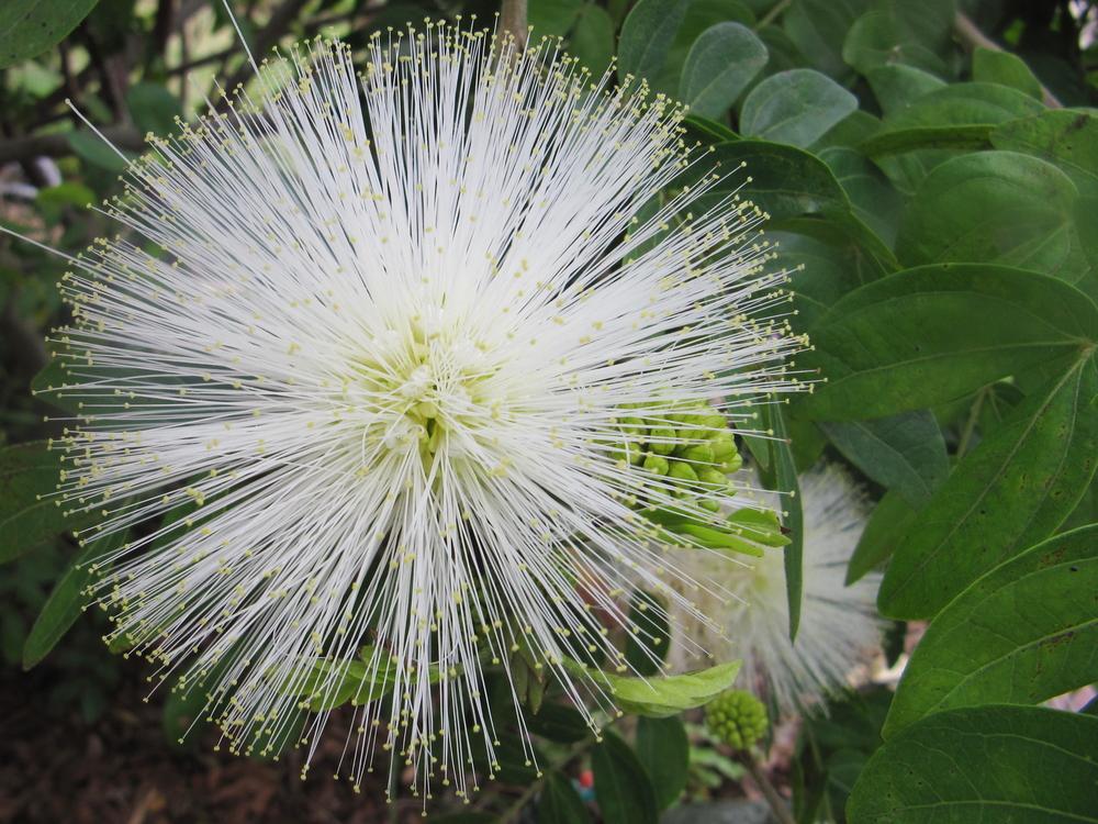 Powder Puff (Calliandra haematocephala 'Alba') - Garden.org
