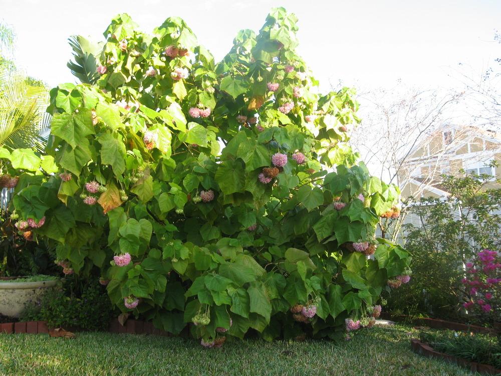 Photo of the entire plant of Tropical Hydrangea (Dombeya wallichii ...