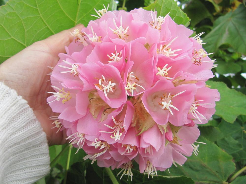 Photo of the bloom of Tropical Hydrangea (Dombeya wallichii) posted by ...