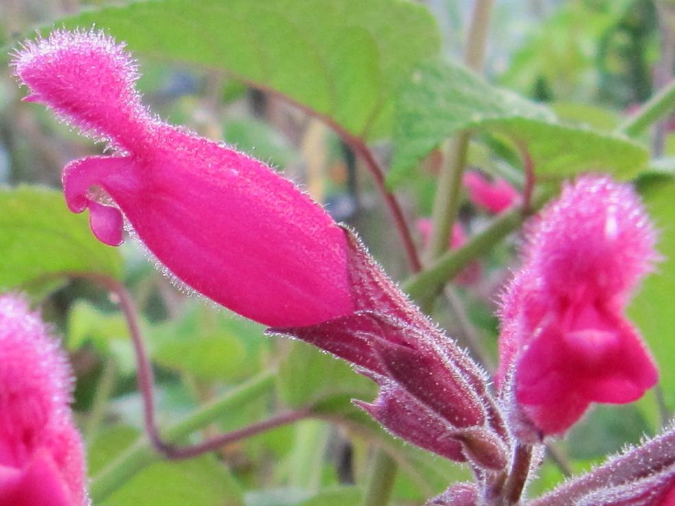 Photo of the bloom of Rose Leaf Sage (Salvia involucrata) posted by ...