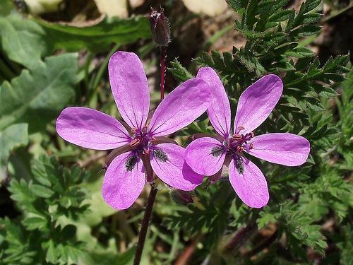 Photo of the bloom of Erodiums (Erodium) posted by SongofJoy - Garden.org