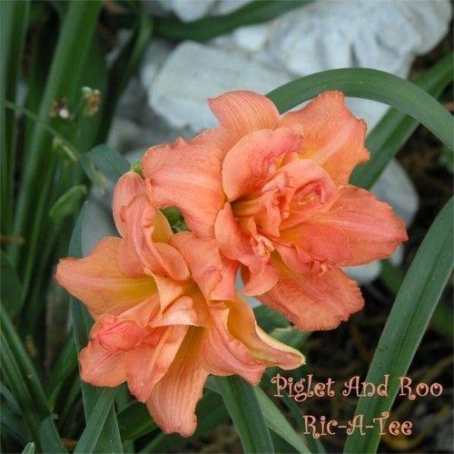 Daylily (Hemerocallis 'Piglet and Roo') in the Daylilies Database ...