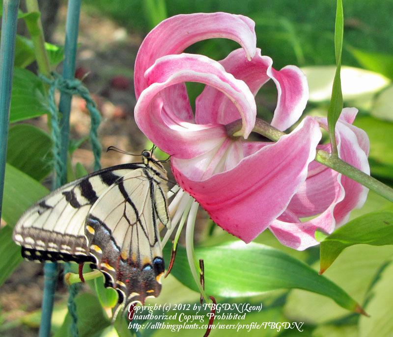 Photo of the bloom of Rubrum Lily (Lilium speciosum var. speciosum ...