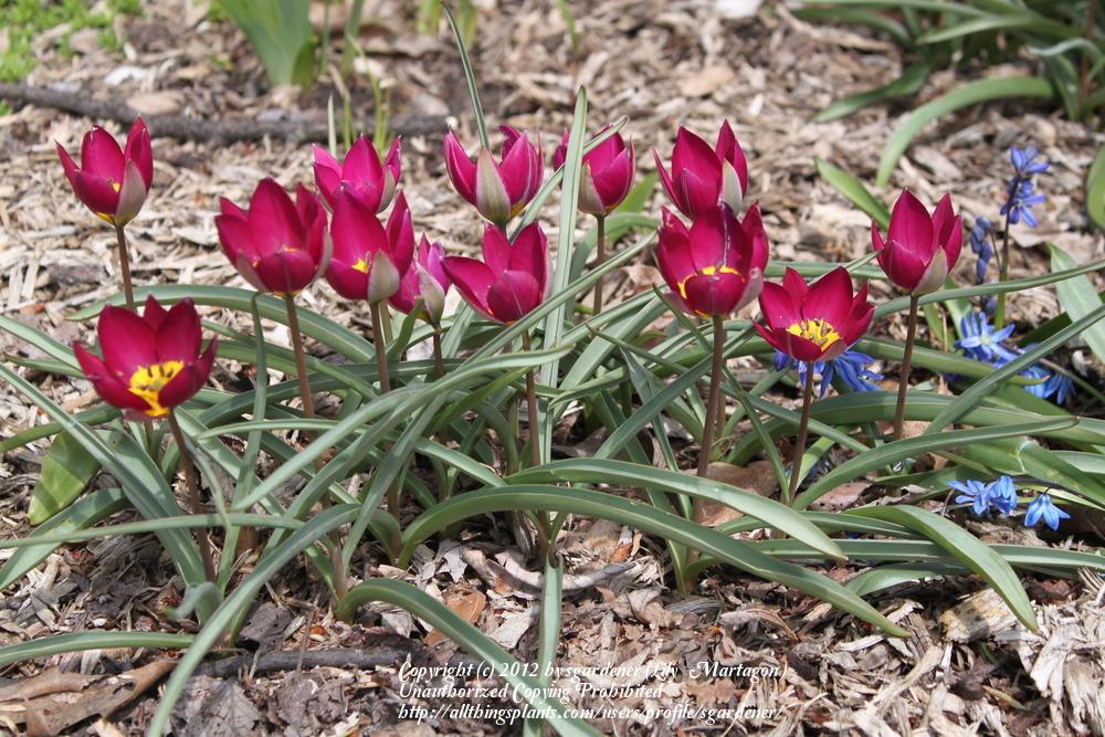 Photo of the entire plant of Species Tulip (Tulipa humilis 'Persian ...