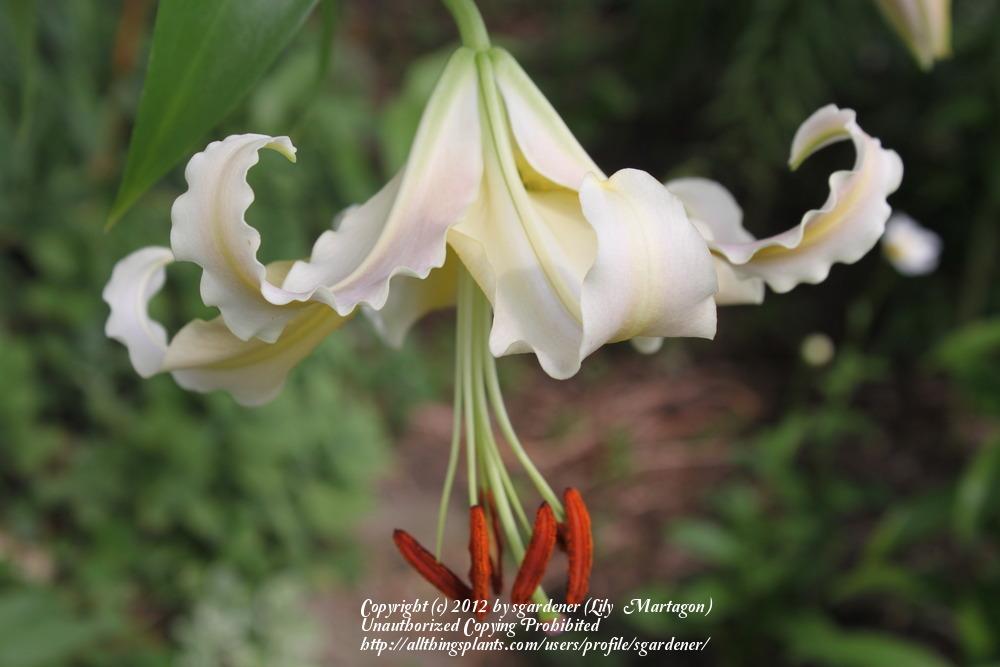 Photo of the bloom of Lily (Lilium 'Elusive') posted by sgardener ...
