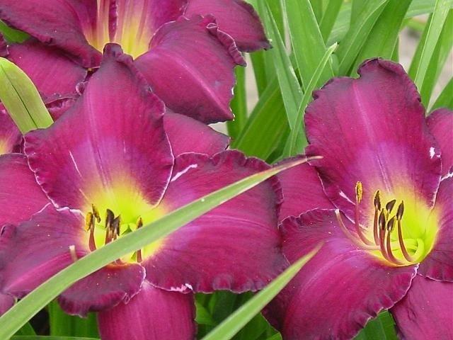Daylily (Hemerocallis 'Purple Passion') in the Daylilies Database ...