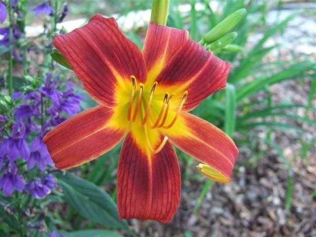 Photo of the bloom of Daylily (Hemerocallis 'Red Magic') posted by vic ...