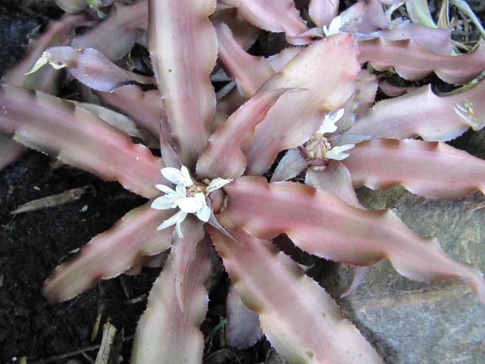 Photo of the bloom of Earth Star (Cryptanthus bivittatus) posted by ...