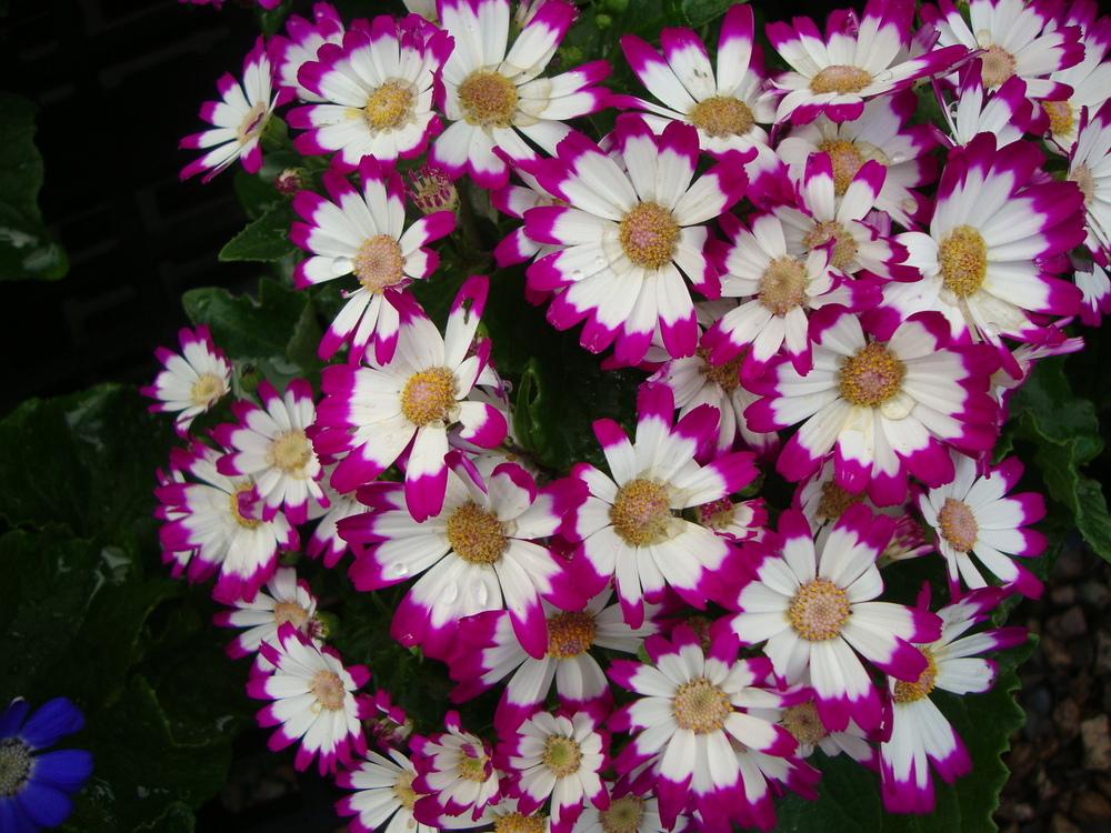Photo of the bloom of Florist's Cineraria (Pericallis Senetti® Magenta ...