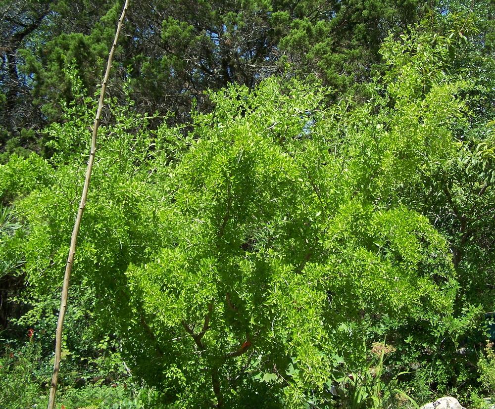 Photo of the entire plant of Brasil (Condalia hookeri) posted by ...