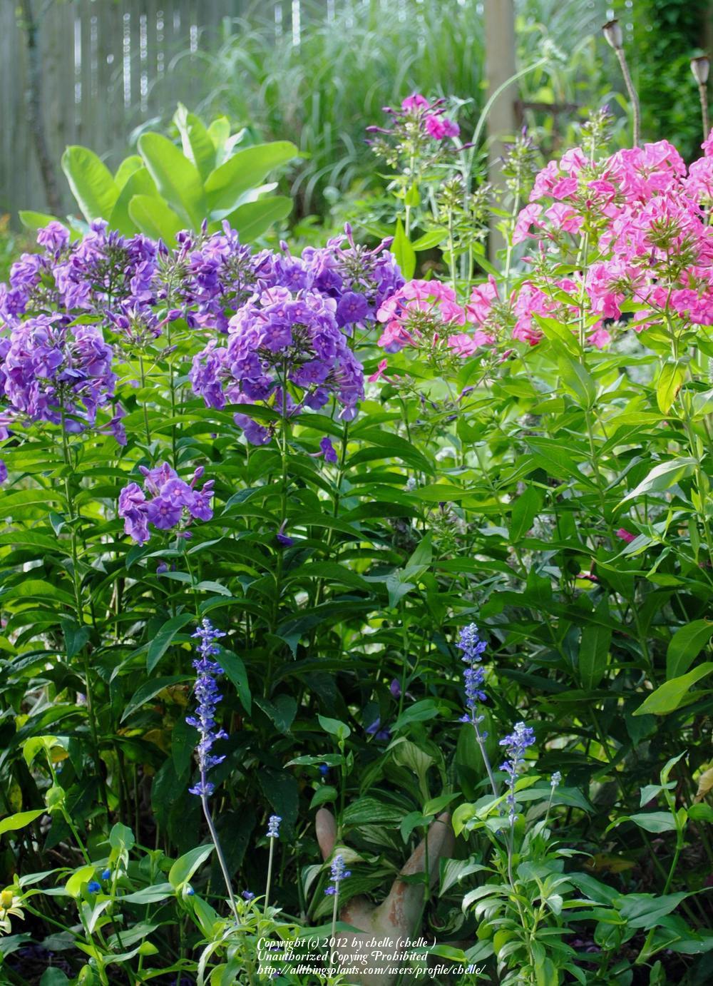 Garden Phlox (Phlox paniculata 'Magic Blue') in the Phloxes Database ...