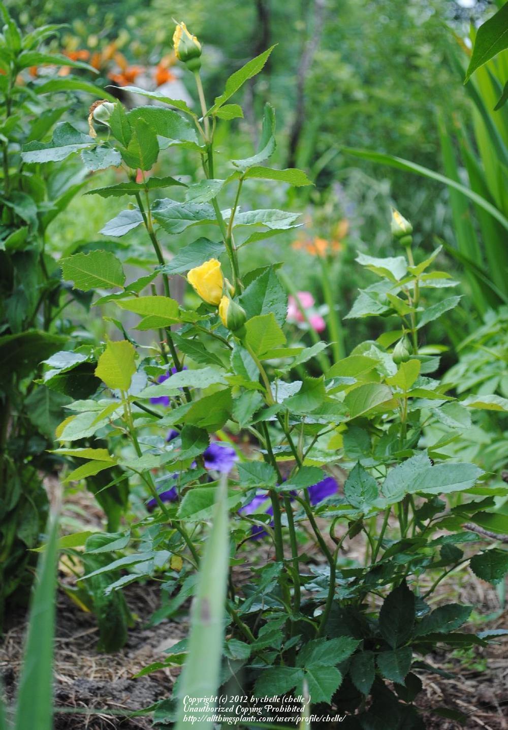 Photo of the entire plant of Rose (Rosa 'Sunsprite') posted by chelle ...