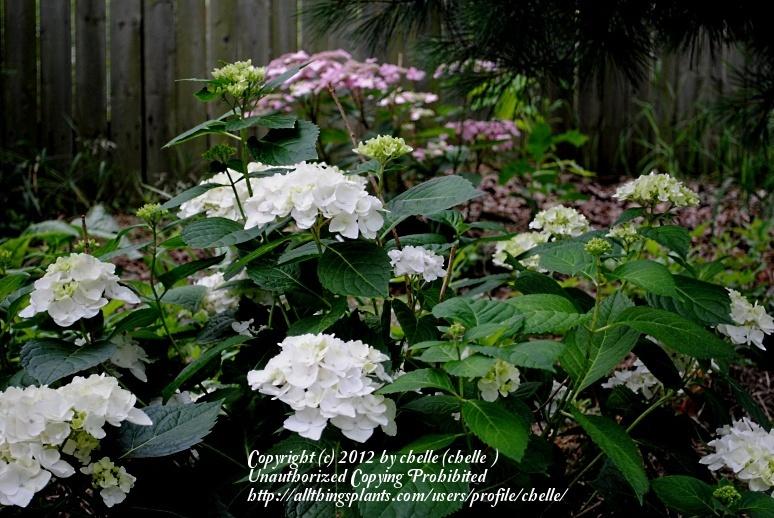 Photo of the entire plant of Hydrangea (Hydrangea macrophylla Endless ...