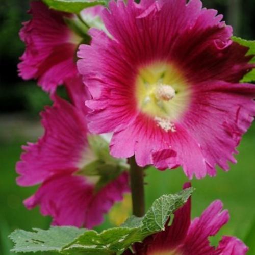Hollyhock (Alcea rosea 'Indian Spring') - Garden.org