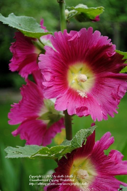 Hollyhock (Alcea rosea 'Indian Spring') - Garden.org