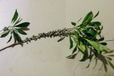 Photo of the fruit of Southern Bayberry (Morella caroliniensis) posted ...