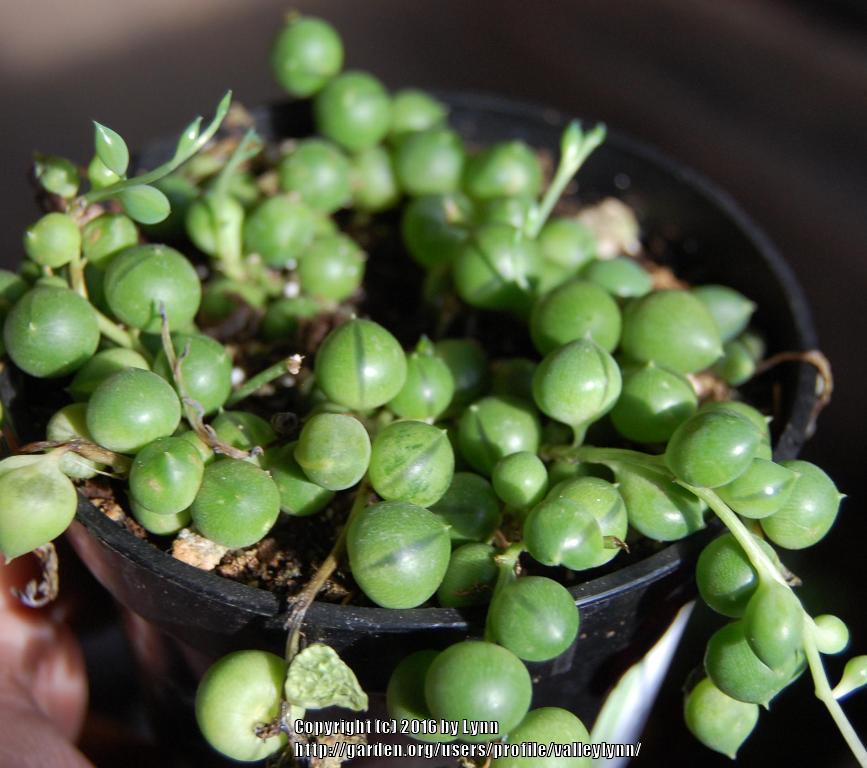 Photo of the entire plant of String of Pearls (Curio rowleyanus) posted ...