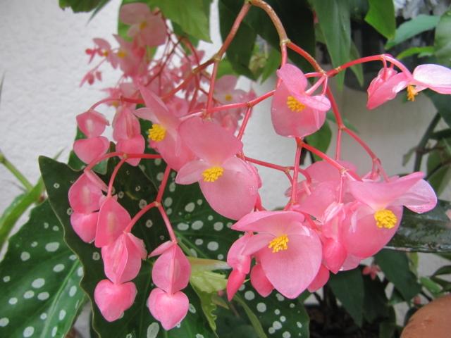 Photo of the bloom of Angel Wing (Begonia 'My Special Angel') posted by ...